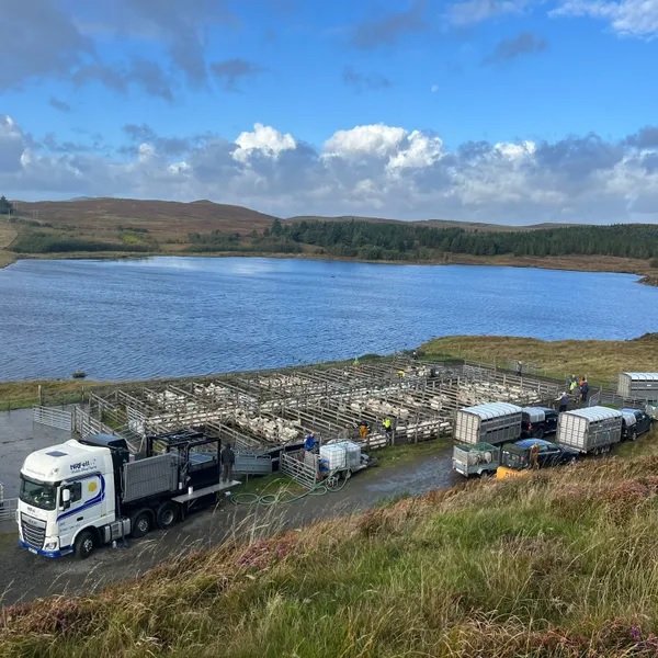 Environmental and animal welfare considerations of dealing with sheep ...